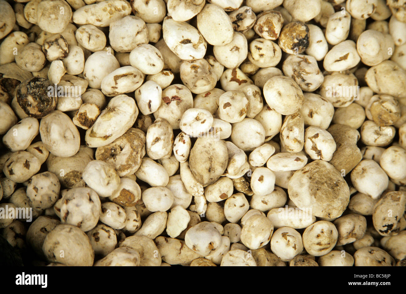 White chuño fotografías e imágenes de alta resolución - Alamy