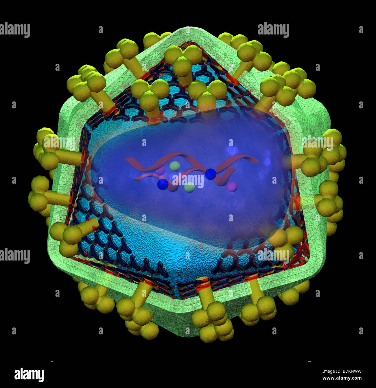 Structure Du Virus VIH