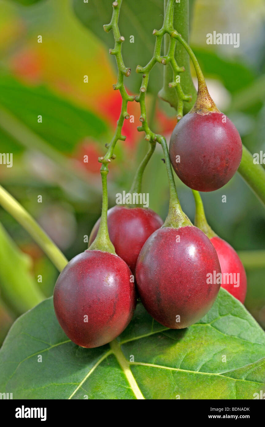 Tamarillo Tomate De árbol Solanum Betaceum Fruta En Planta