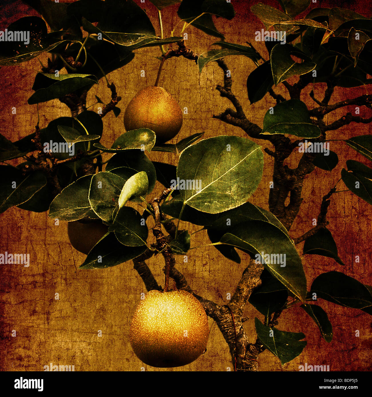 Un bonsái Pear Tree con dos frutas contra un rico fondo craquelure de ...