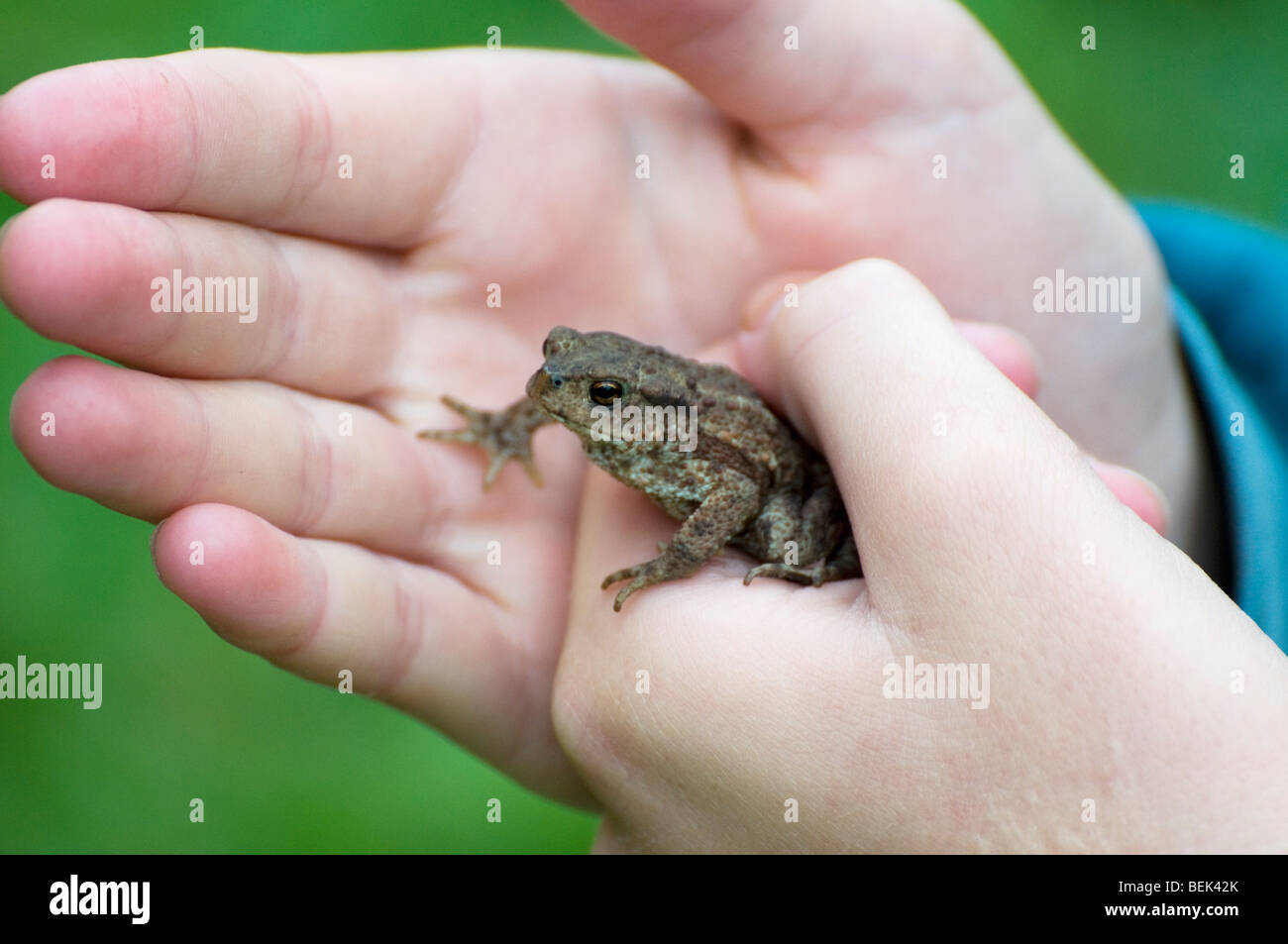 Que Comen Los Sapos Bebes