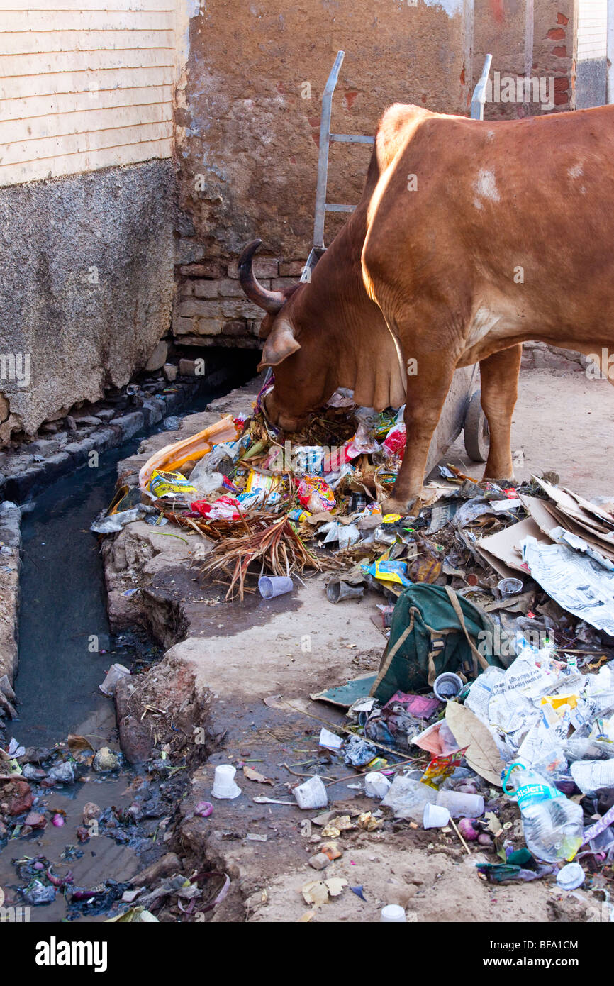 Vaca comiendo fotografías e imágenes de alta resolución - Página 3 - Alamy