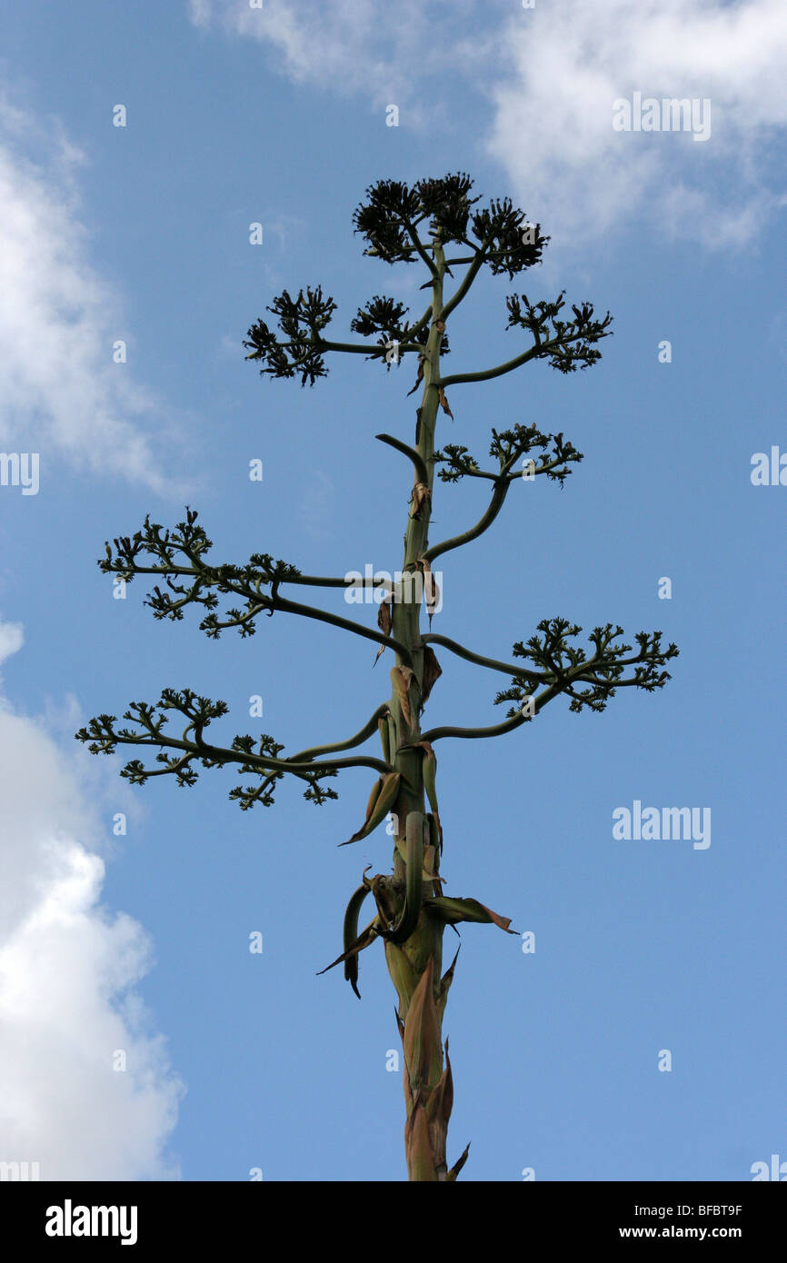 Flor de maguey, agave mexicano común utilizado para producir el pulque ...