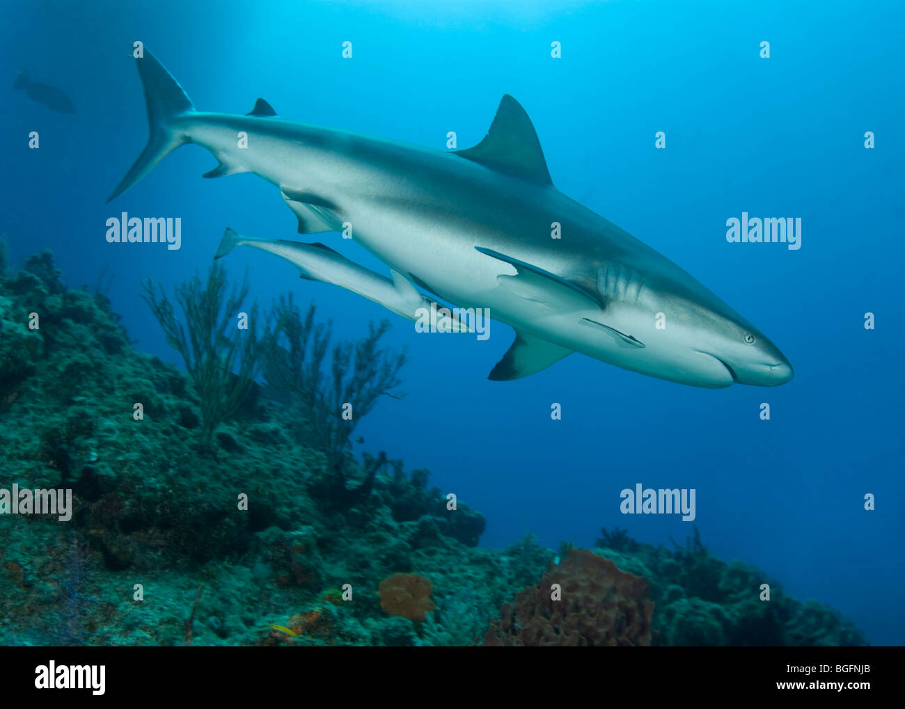 Animales tiburon fotografías e imágenes de alta resolución - Alamy