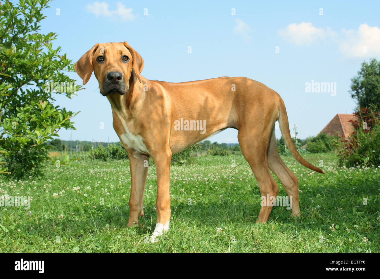 Son Perros Protegidos Los Rhodesian Ridgeback