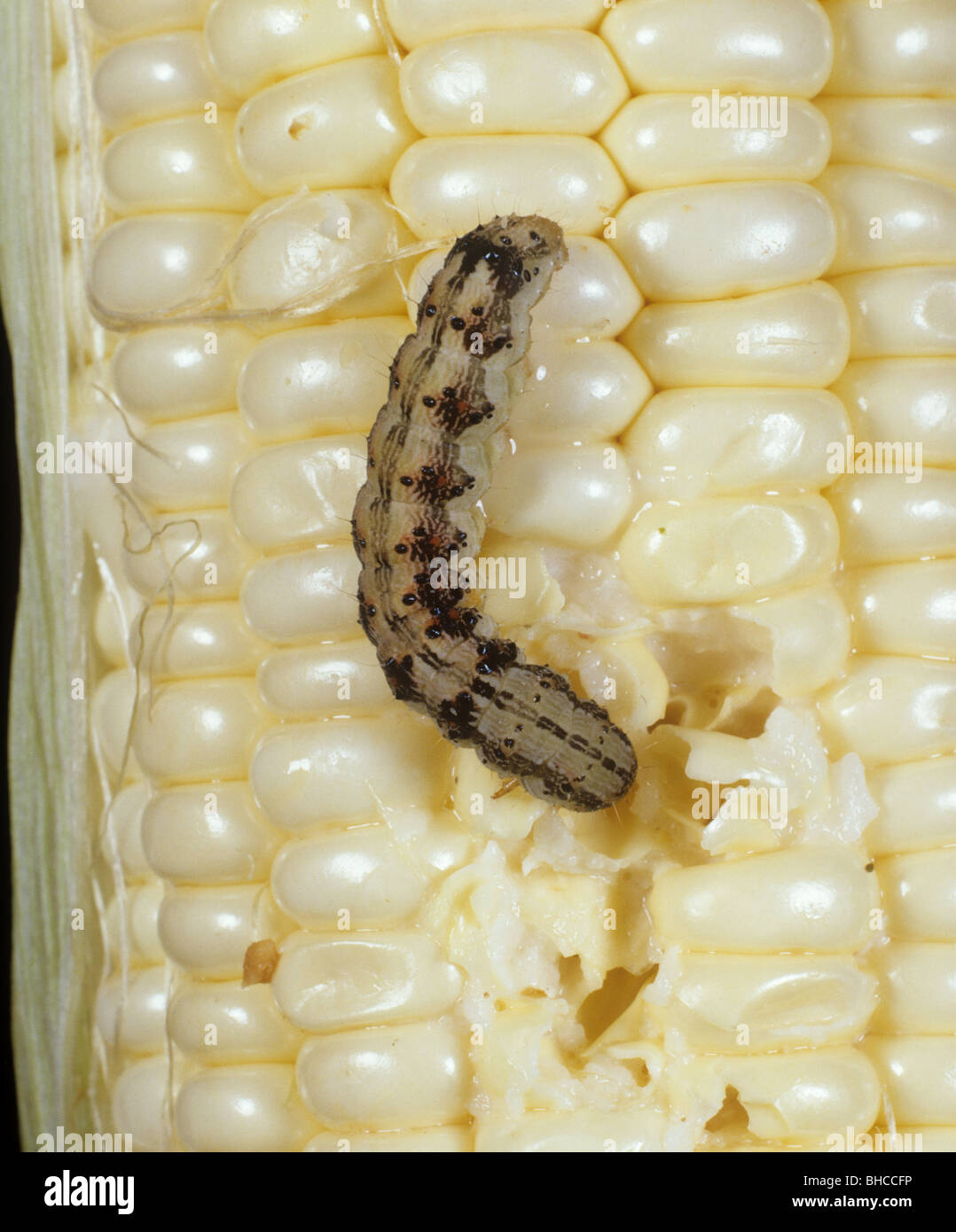 African Bollworm Photos , What Zendaya Wore to the 2024 Met Gala ...