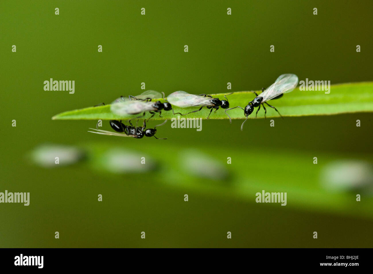 Hormigas de la fotografías e imágenes de alta resolución - Alamy