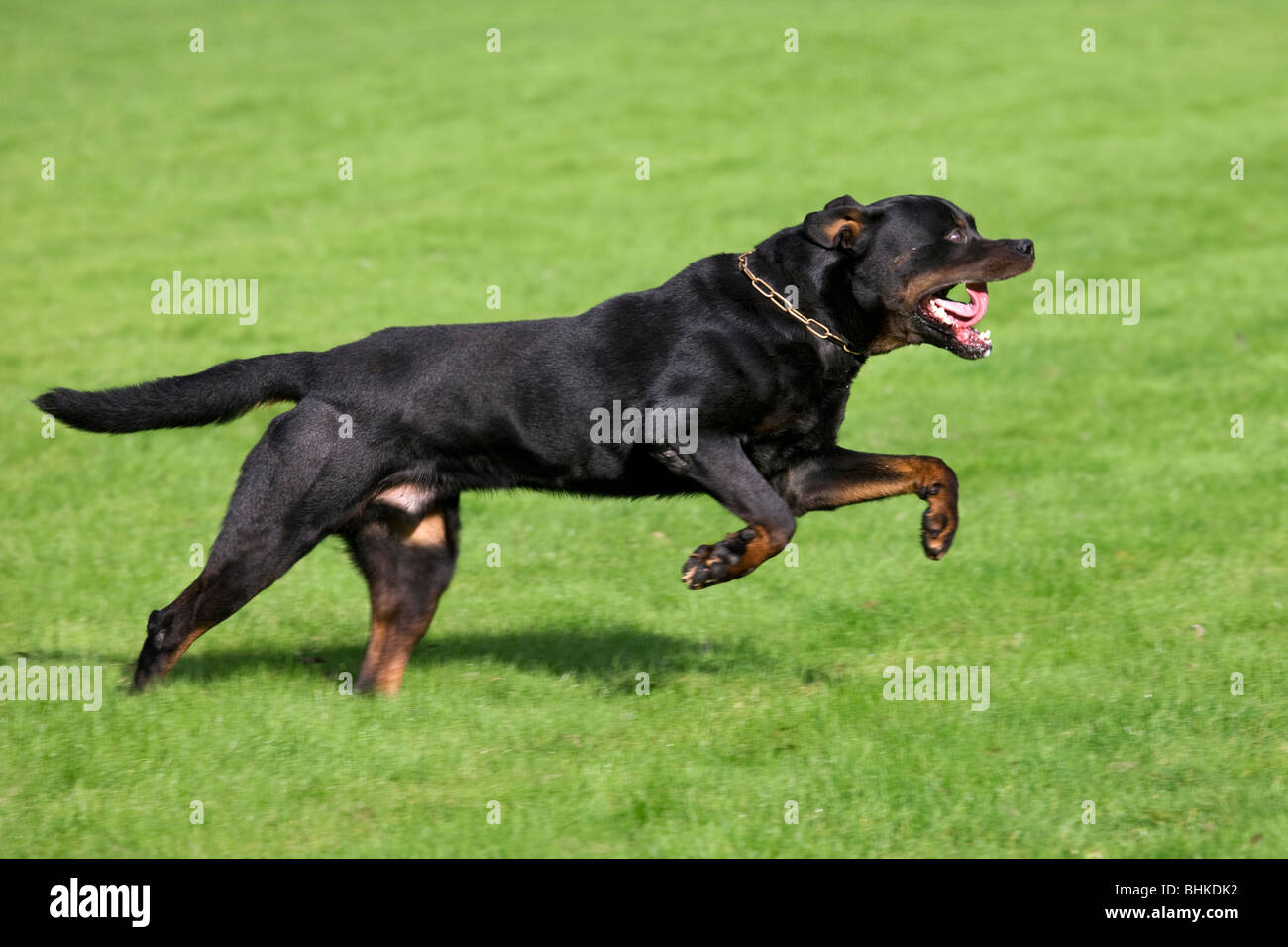 Los Rottweiler Son Buenos Para Correr