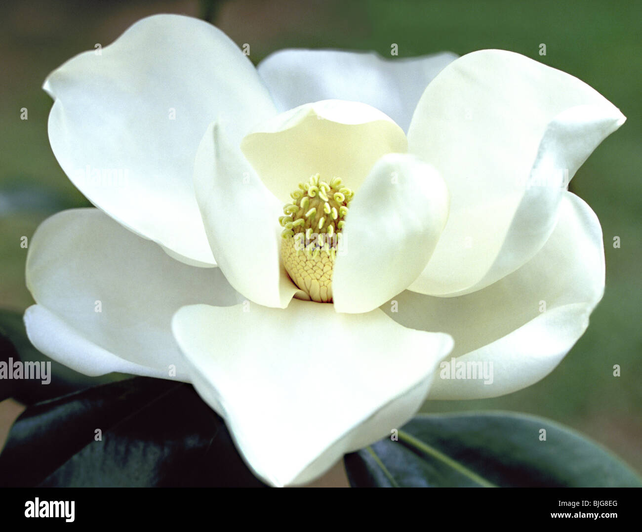 Flor Silvestre Del Estado De Luisiana
