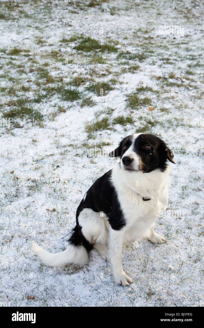 Cómo Educas A Un Perro Sumiso