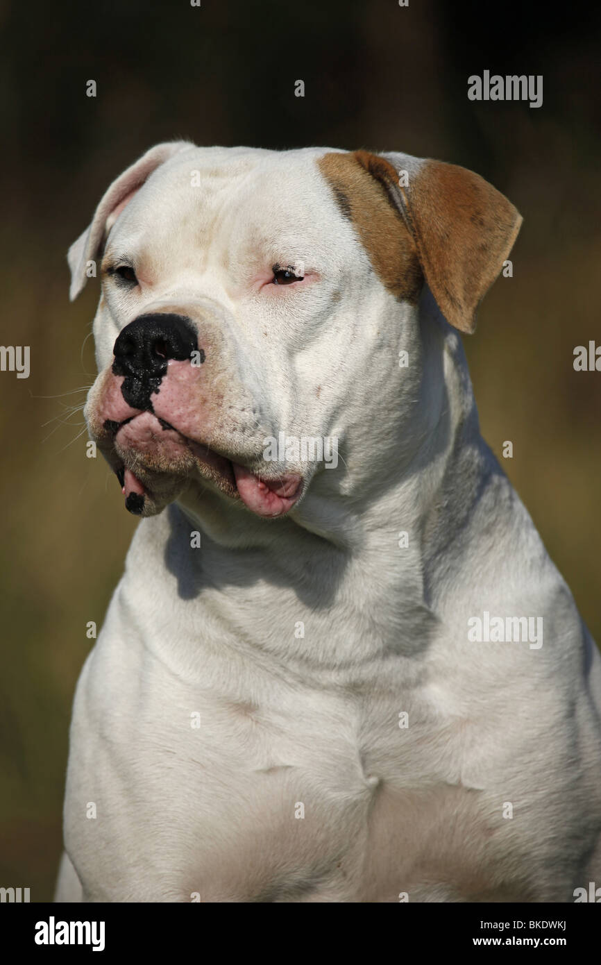 Son Los Bulldogs Americanos Reconocidos Por La Akc