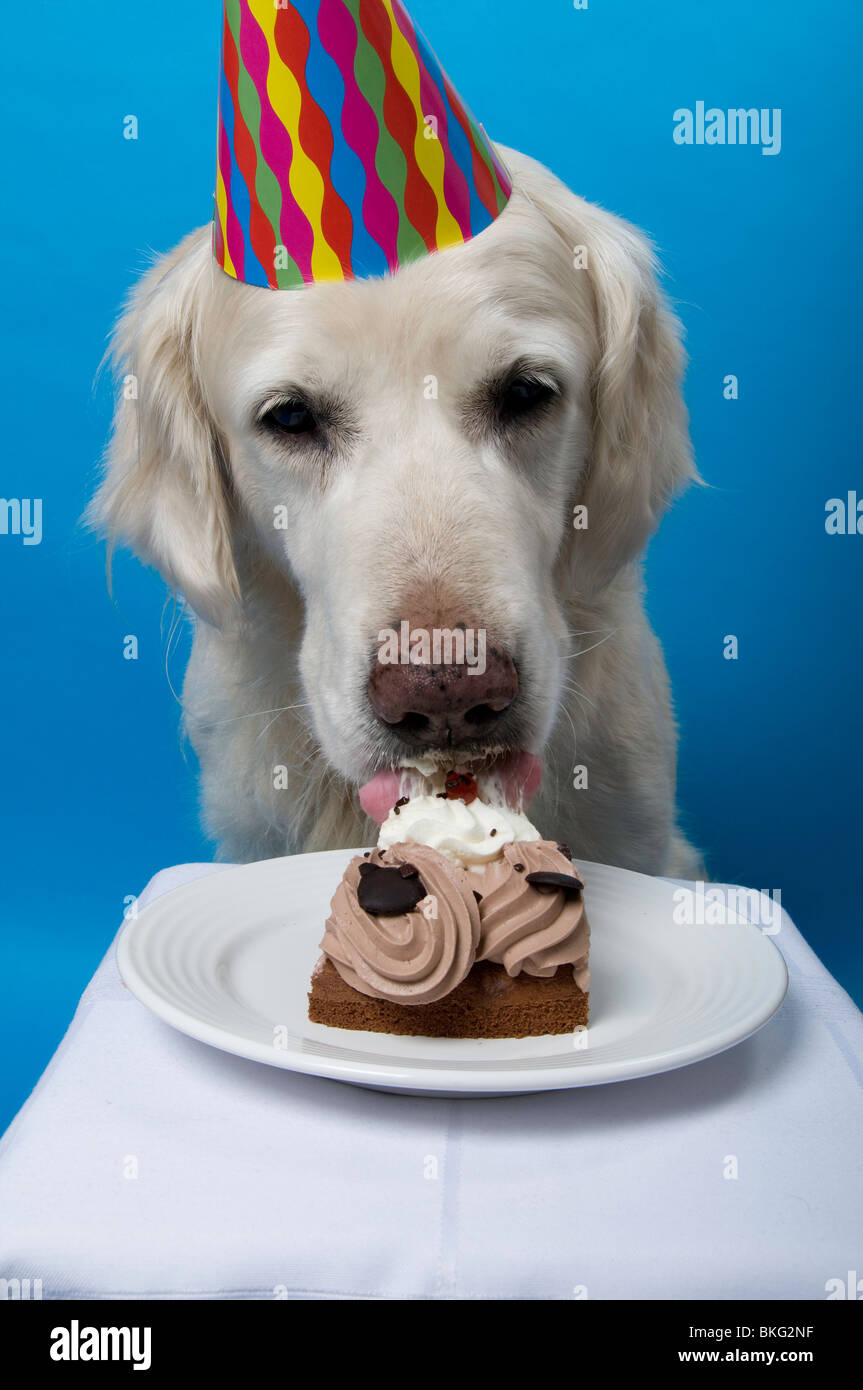 Las Perras Aman El Fondo De Pantalla De La Torta