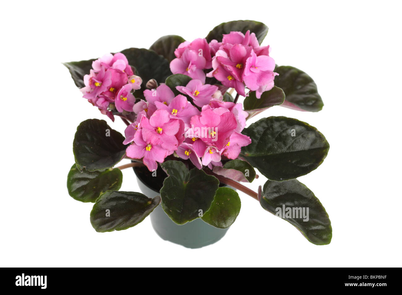 Rosa Violeta Africana