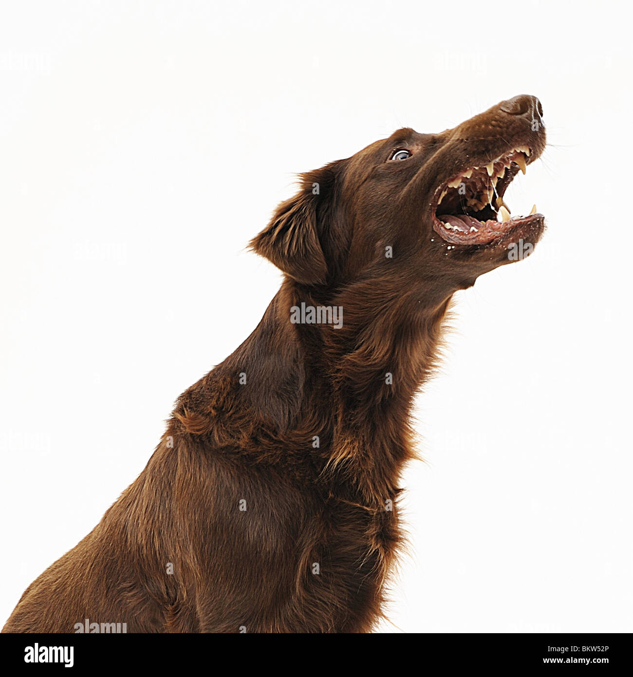 Perro Ladrando Fotos e Imágenes de stock - Alamy
