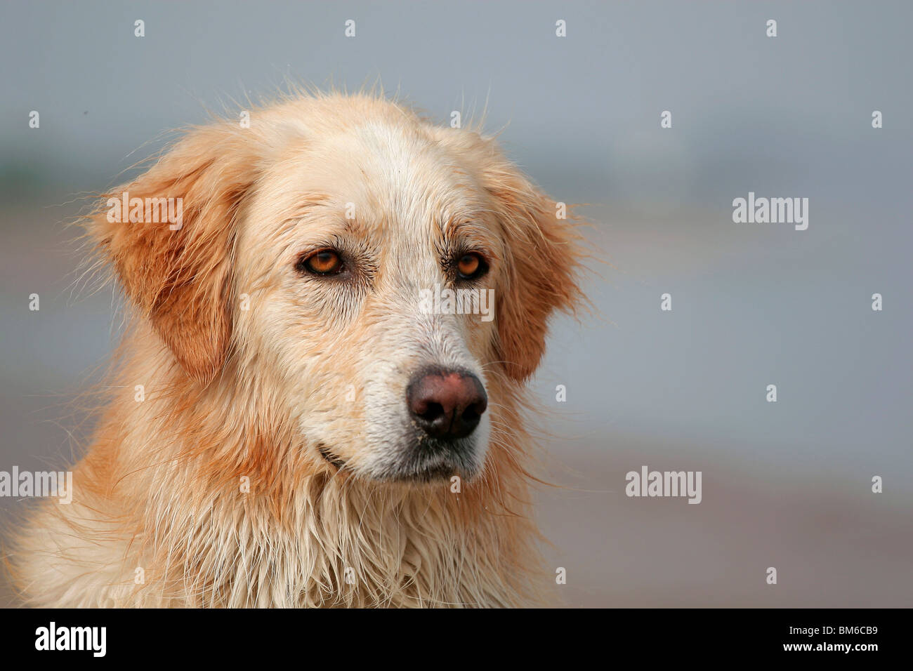 Cuanto Cuesta Un Cachorro Akbash