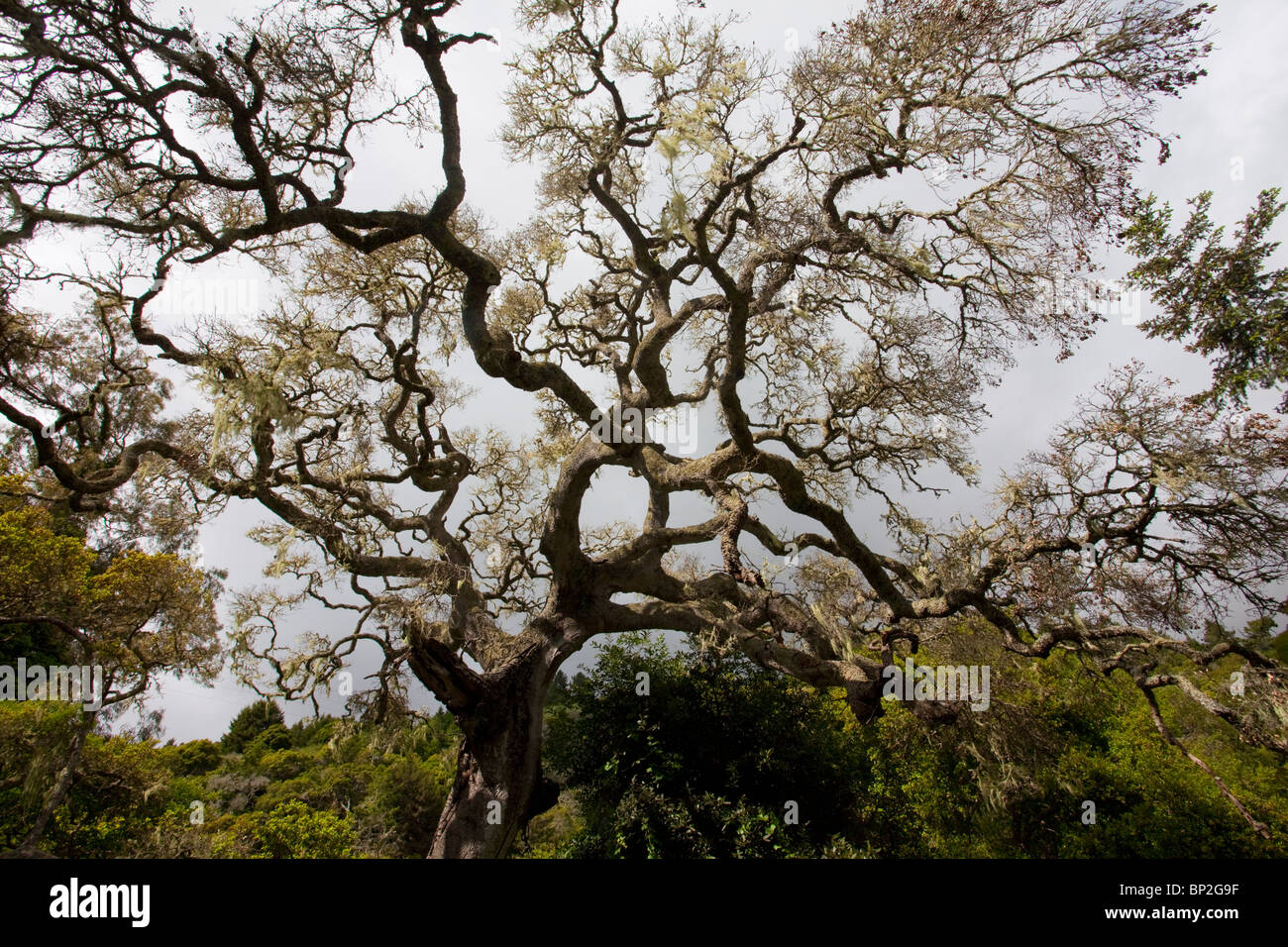 California Live Oak Fotografías E Imágenes De Alta Resolución Alamy