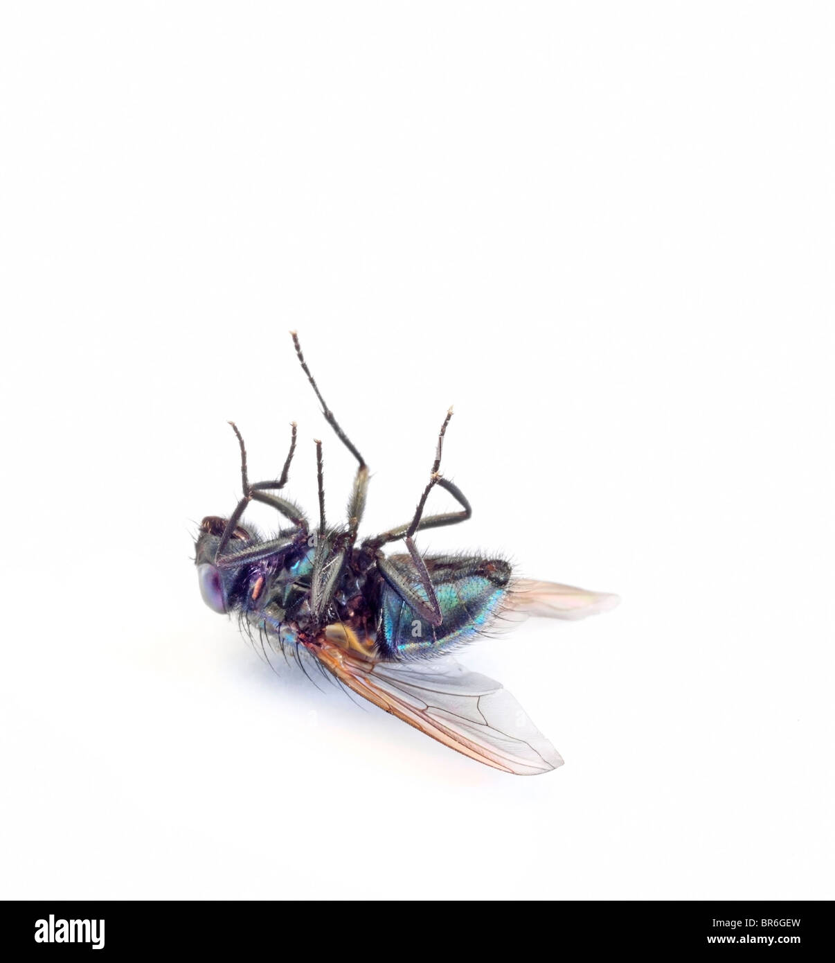 Imagenespredisenadasdemoscamuerta