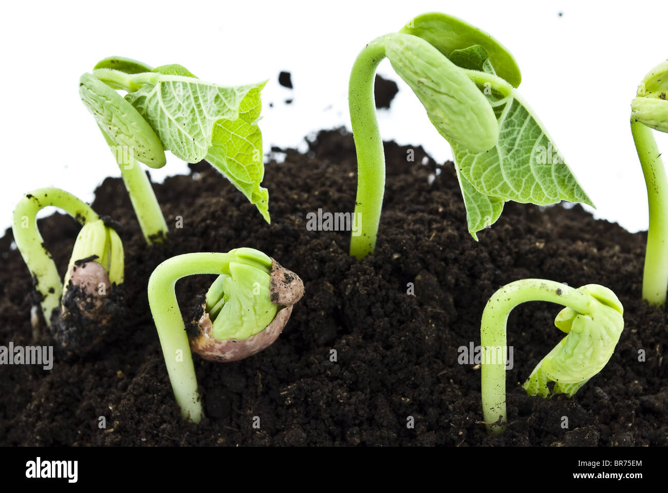 Germinación de semillas de frijol shot Fotografía de stock - Alamy Germinación de semillas de frijol shot Fotografía de stock - Alamy