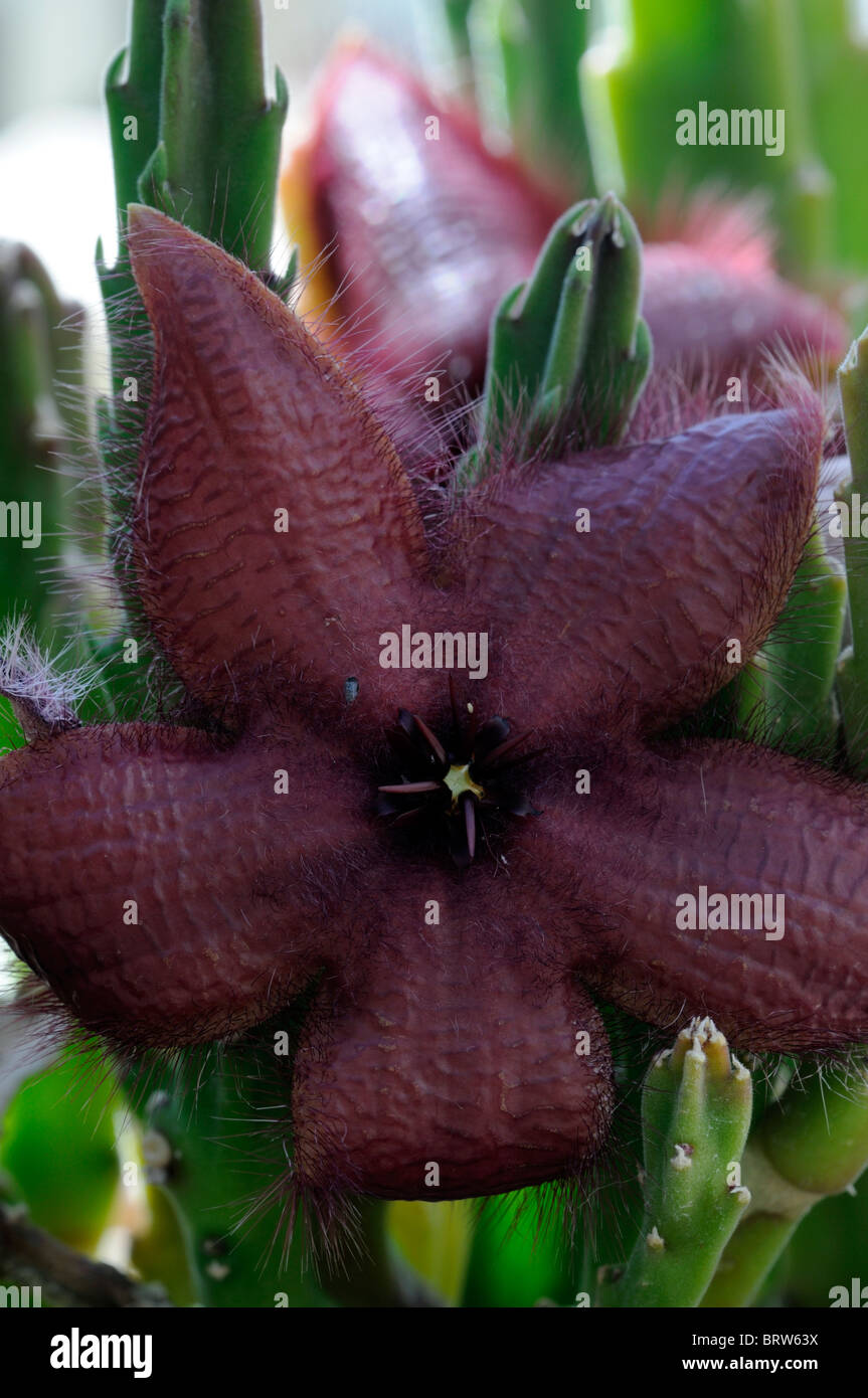 Planta Que O Sapo Fica Em Cima - LIBRAIN