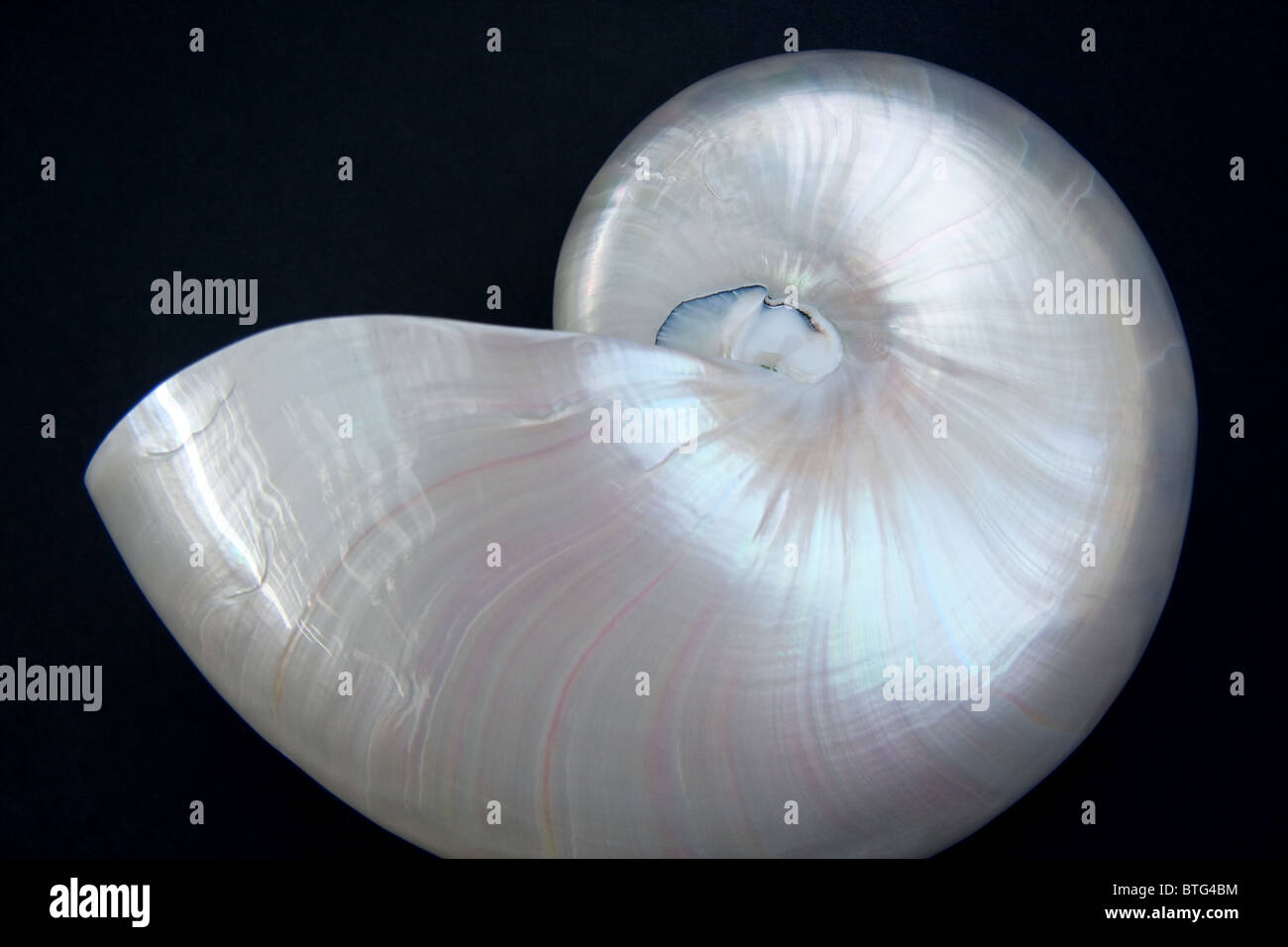 Lienzo De Concha De Nautilus Kappa Delta