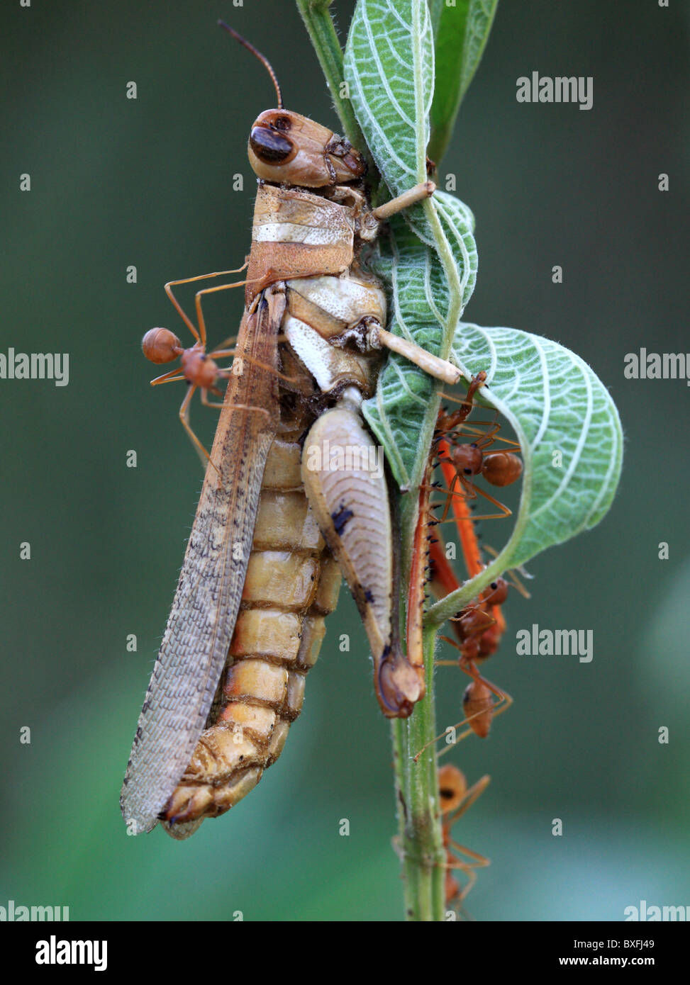 El Cuento De La Hormiga Y El Saltamontes Con Imagenes