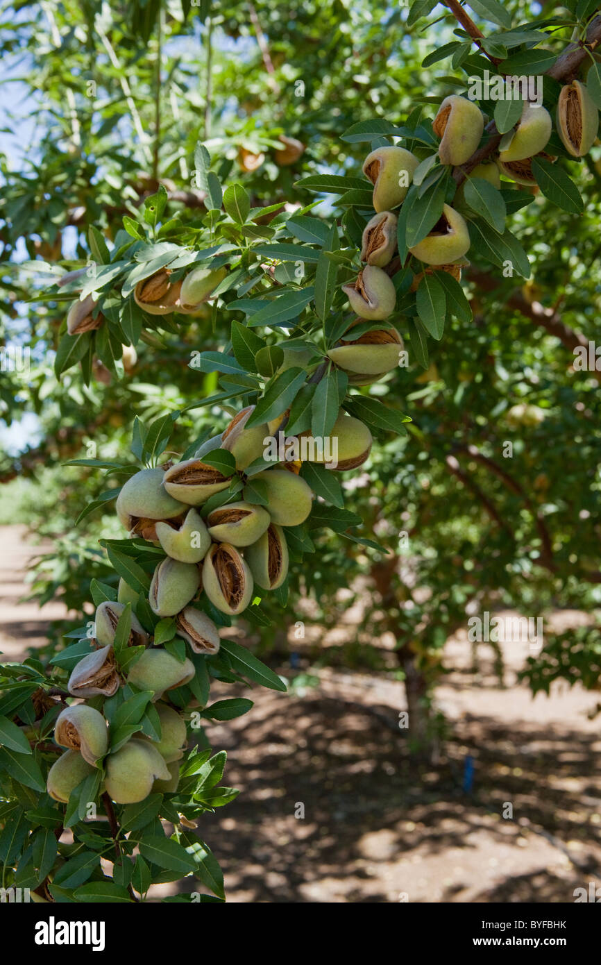Almendra Arbol