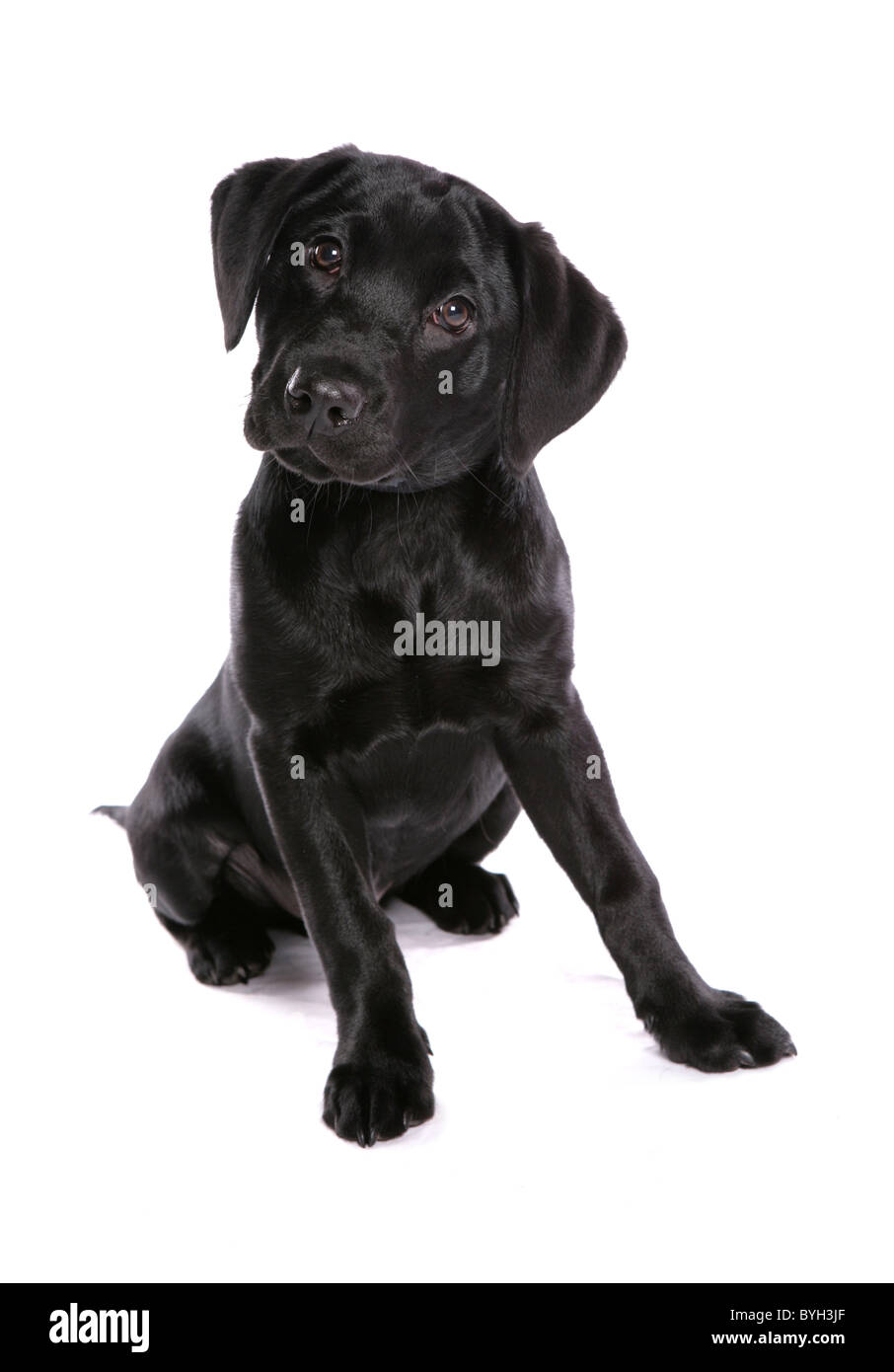 Son Labrador Retrievers Perros De Una Sola Persona