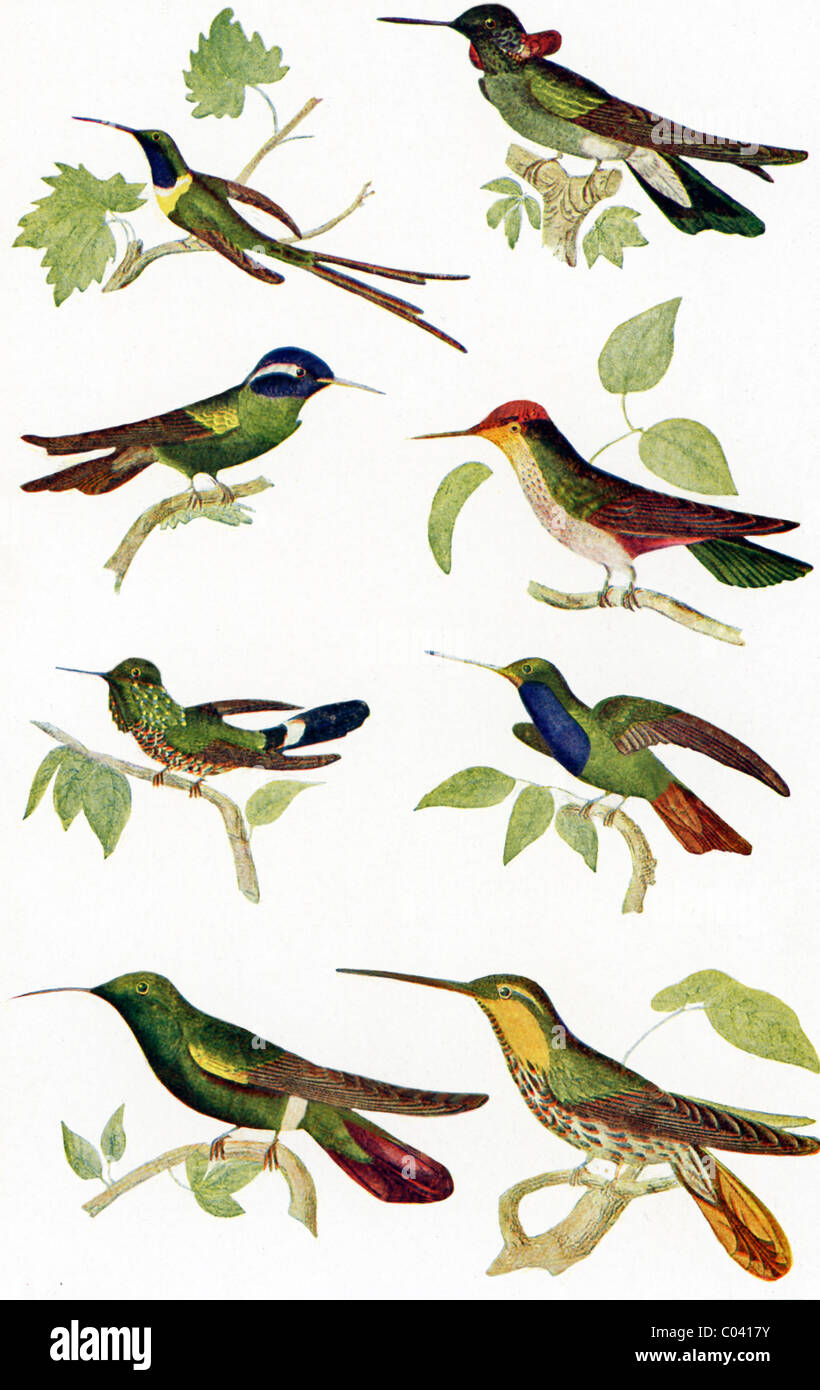 Estos colibríes pertenecen a la familia conocida como Trochilidae ... Estos colibríes pertenecen a la familia conocida como Trochilidae ...