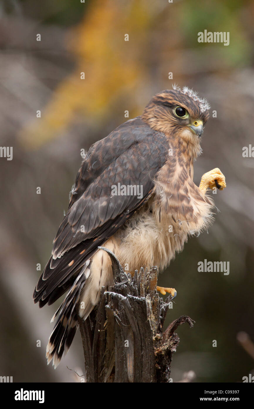 Garra De Zarzamora Y Escarcha De Halcón