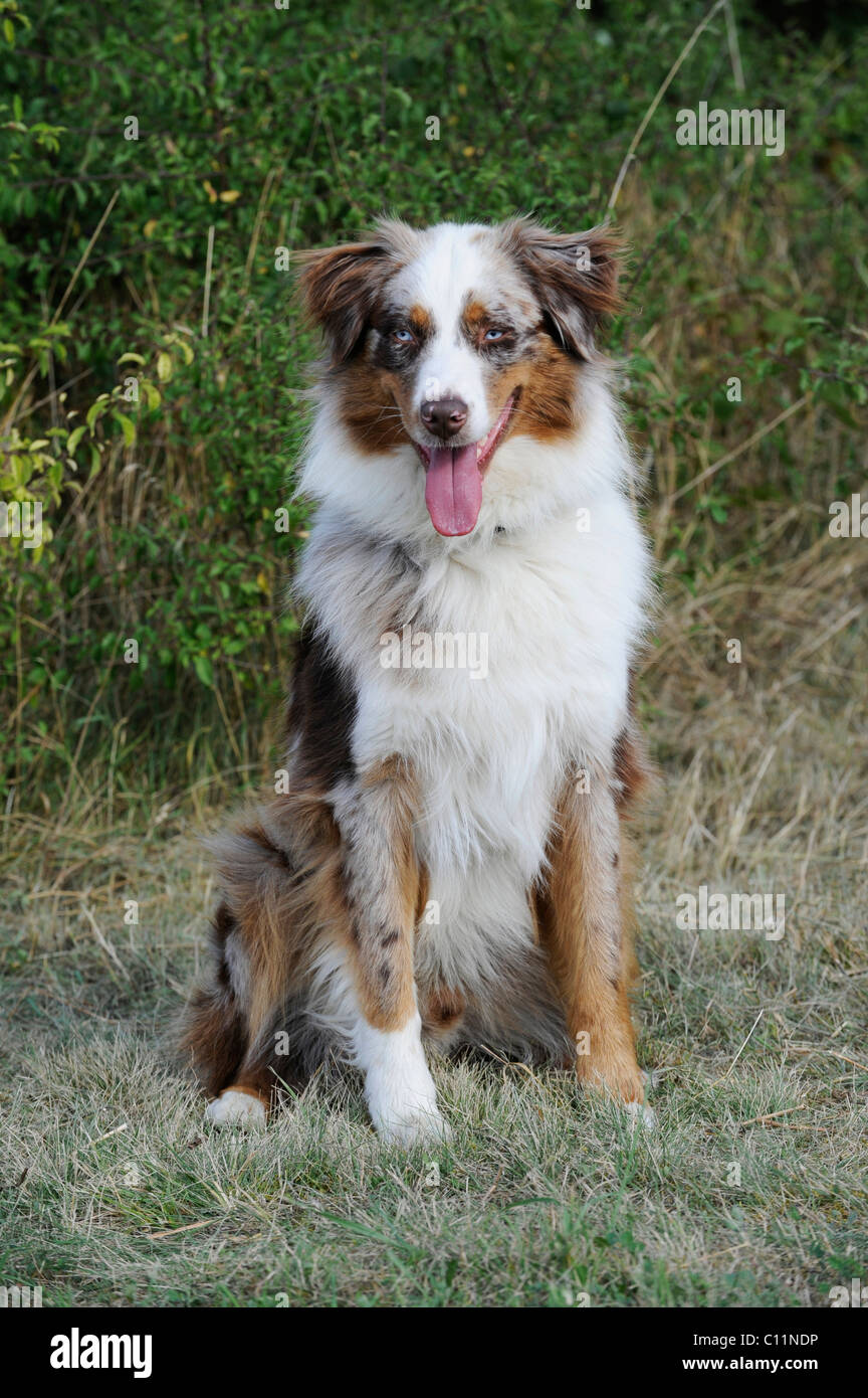 Perro Australiano Mirlo Rojo