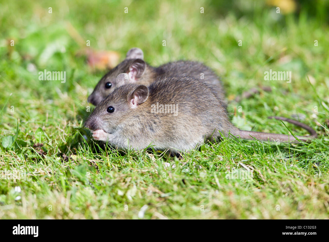 Las Ratas Comen Caca De Perro En Reino Unido