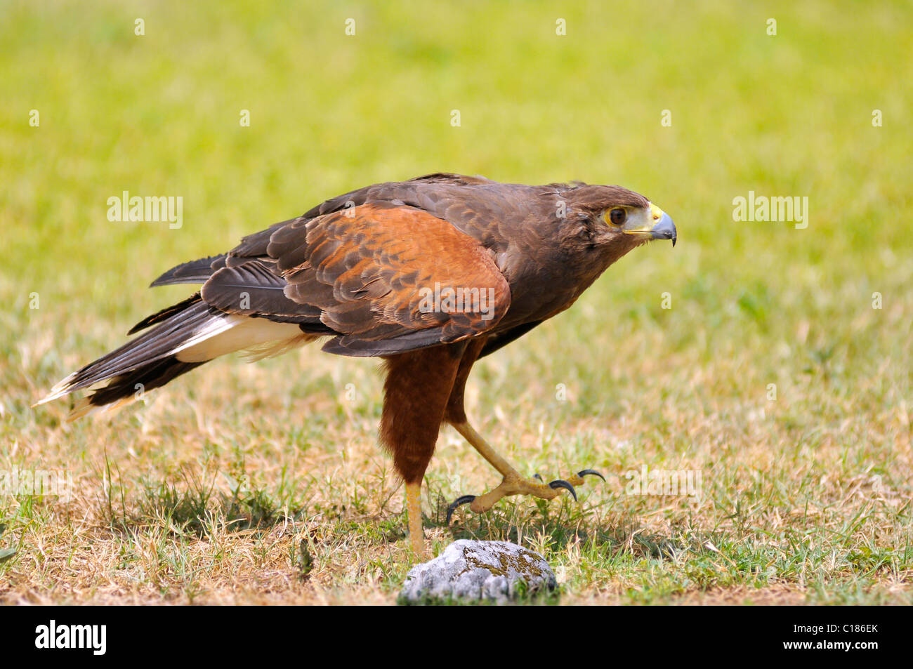 Garra De Zarzamora Y Escarcha De Halcón
