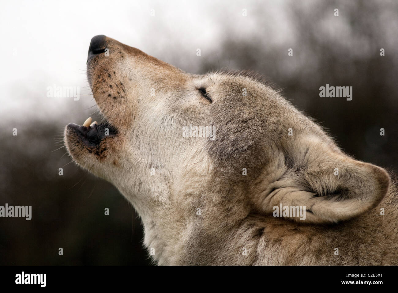 Lobo Gris Aullando A