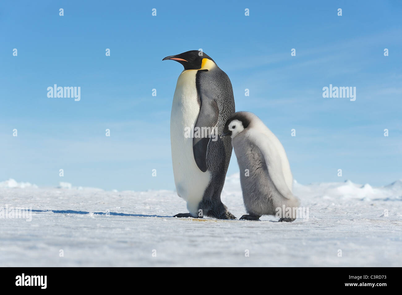 La Antártida En La Península Antártica El Pingüino Emperador Con