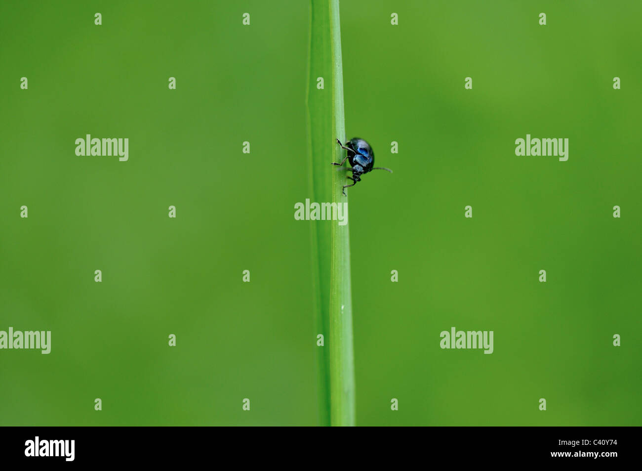 Micro fauna fotografías e imágenes de alta resolución - Alamy