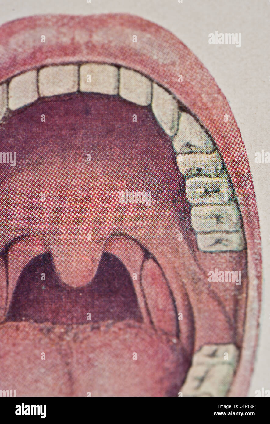 Dientes Boca Abierta