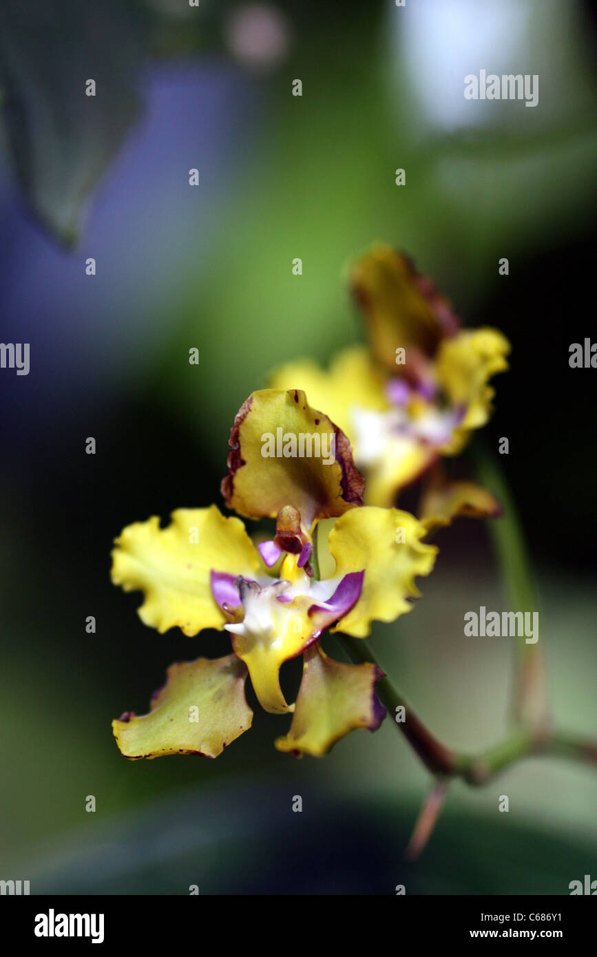 Orquideas peruanas fotografías e imágenes de alta resolución - Alamy