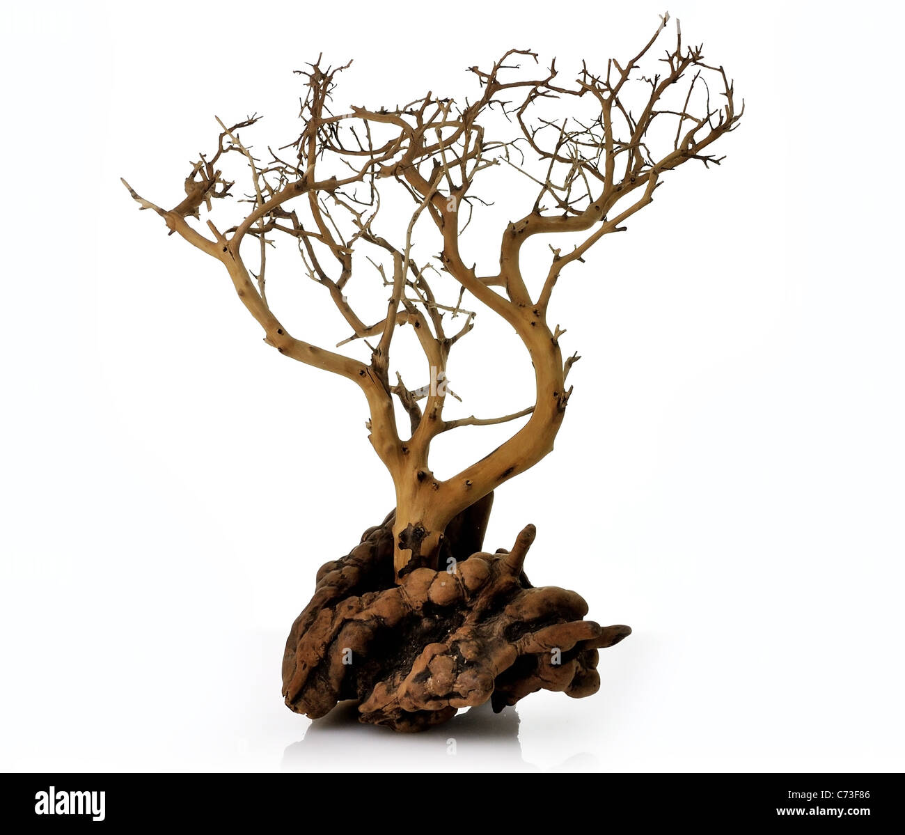 Silueta de ramas secas de arboles fotografías e imágenes de alta ...