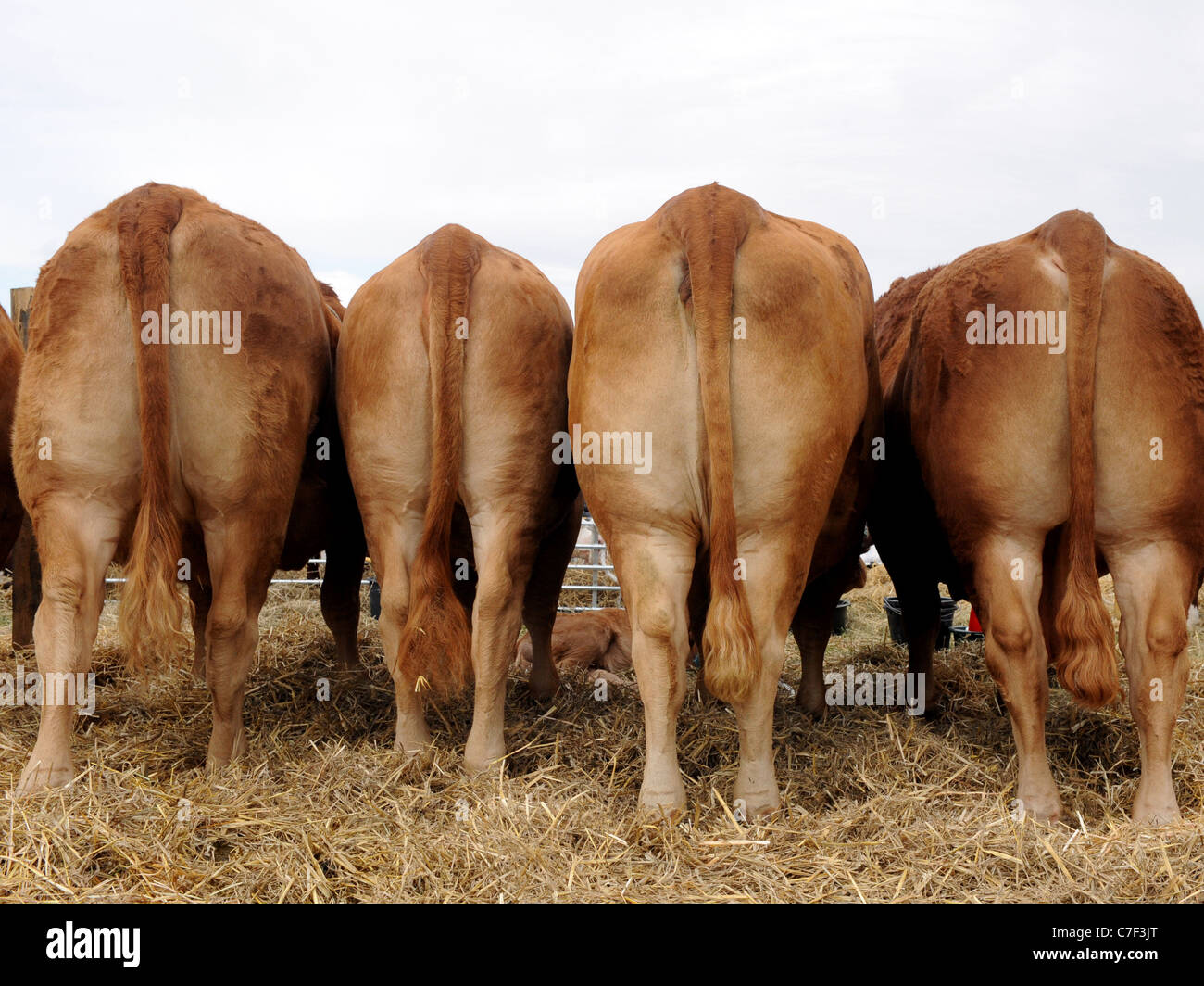 Vacas Gordas Y Feas
