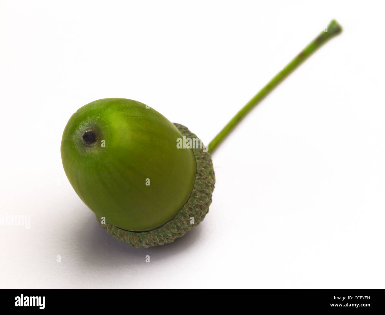 Bellota De Bellota Fotos e Imágenes de stock - Alamy