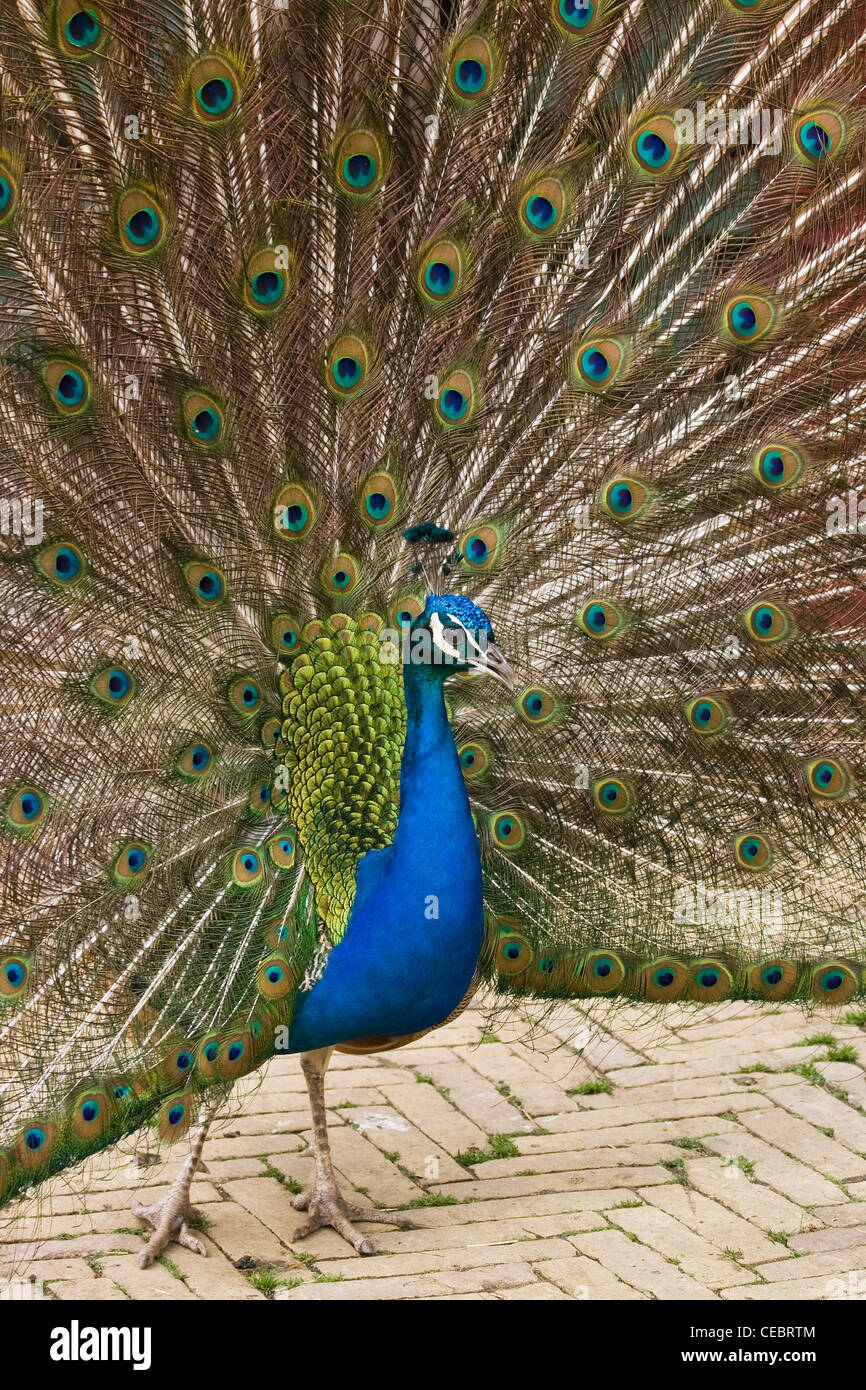 Pavo Real Azul