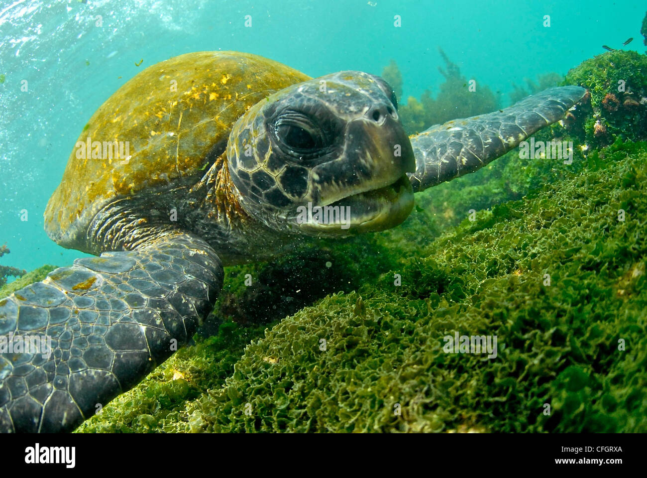 Tortuga Marina Verde Del Pacífico Chelonia Mydas Alimentándose De