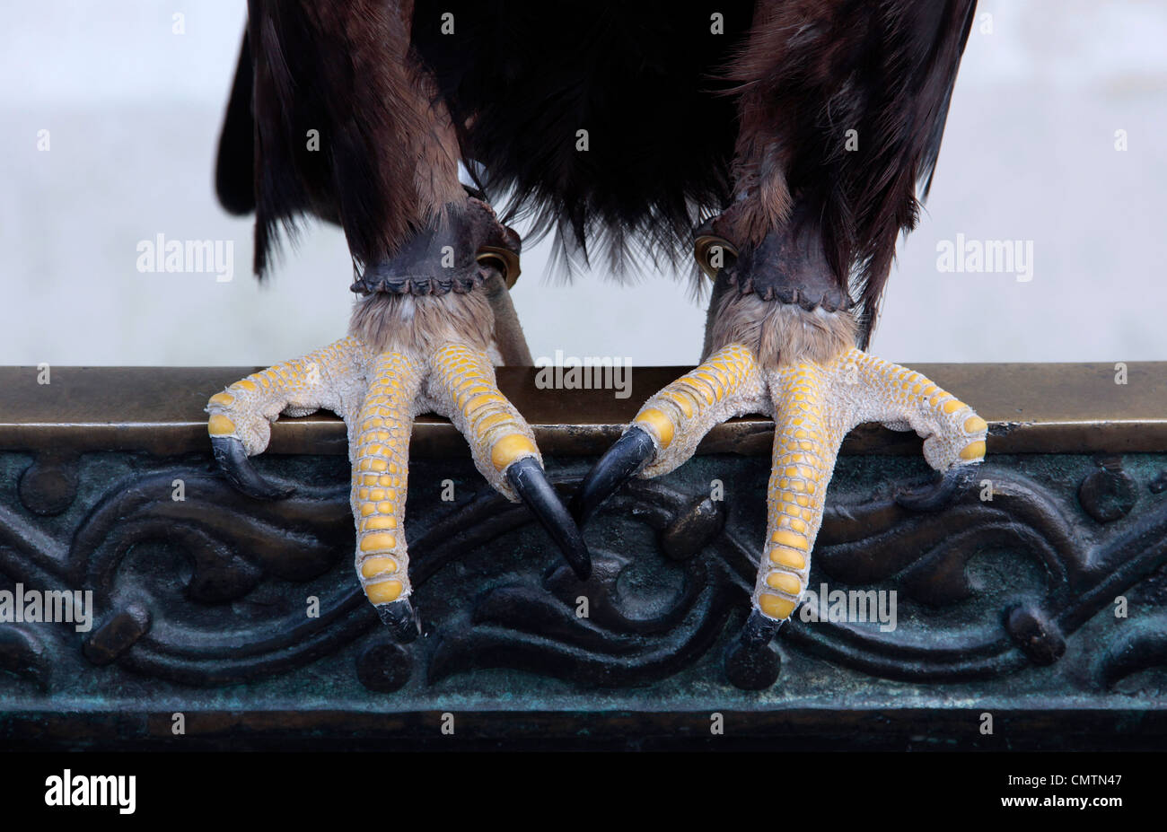 Garra De Zarzamora Y Escarcha De Halcón