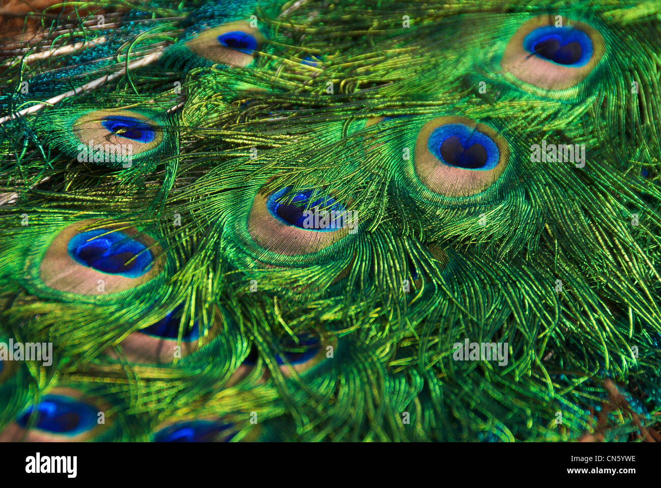 Plumas De Pavo Real Individuales