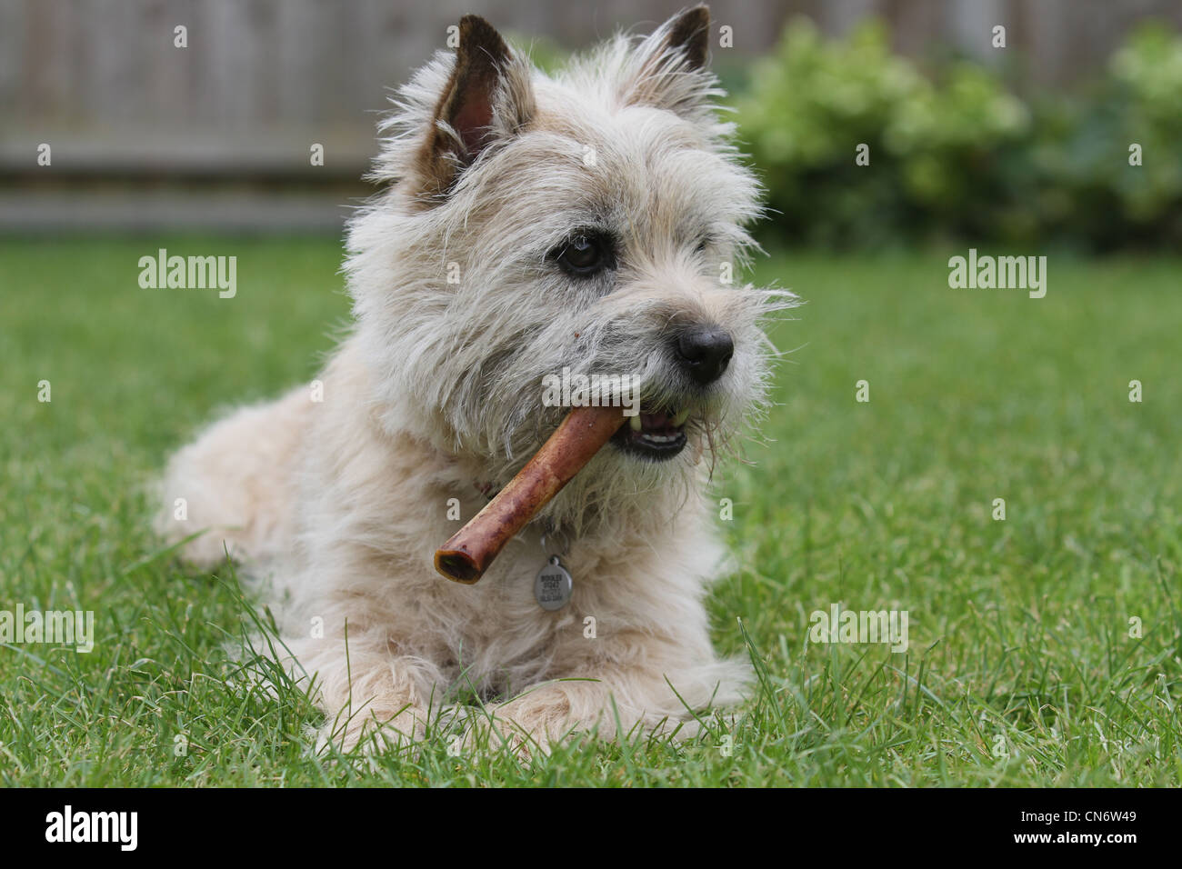 Como Cuidar Un Cairn Terrier