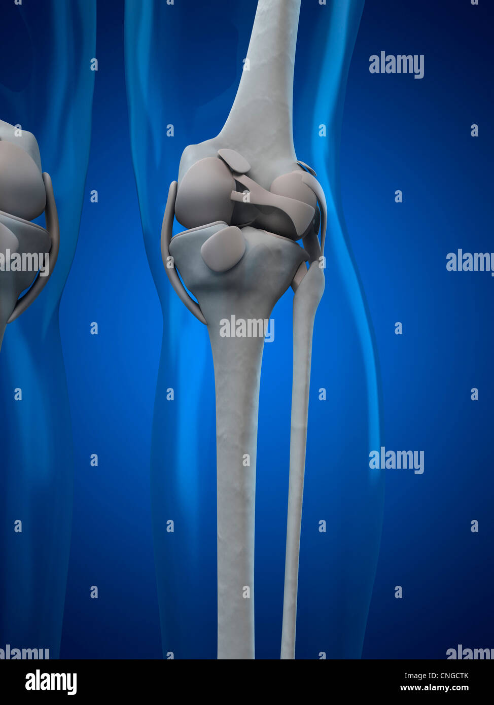 Anatomía De La Rodilla _ Articulación de la rodilla: anatomía y ...