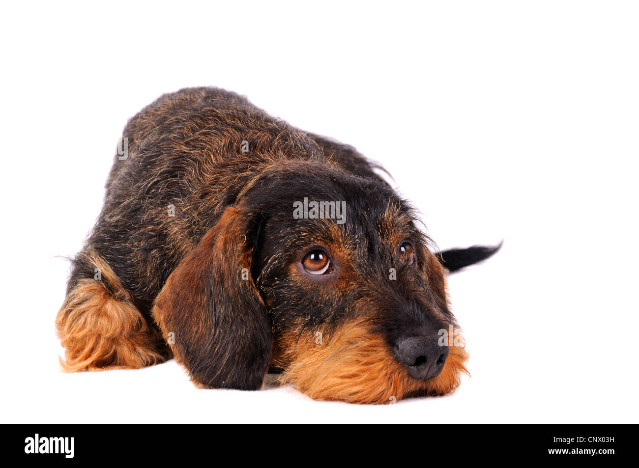 Como Saber Si Mi Perro Es Tranquilo Sumiso