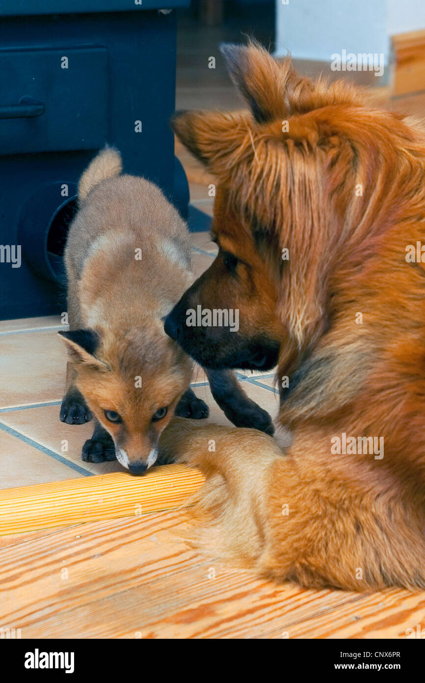 Son Los Zorros Más Inteligentes Que Los Perros