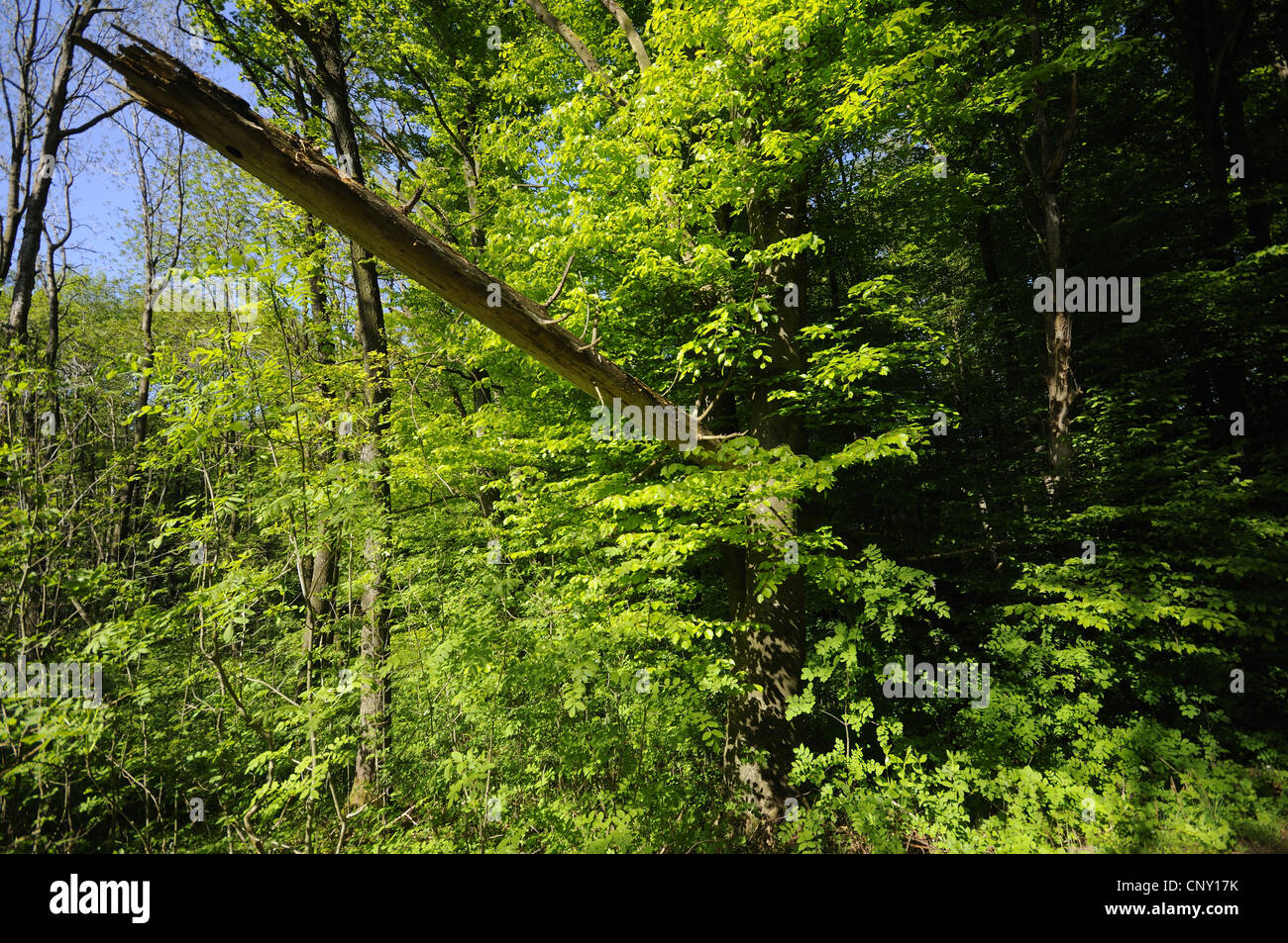 Hoja fagus sylvatica fotografías e imágenes de alta resolución - Alamy
