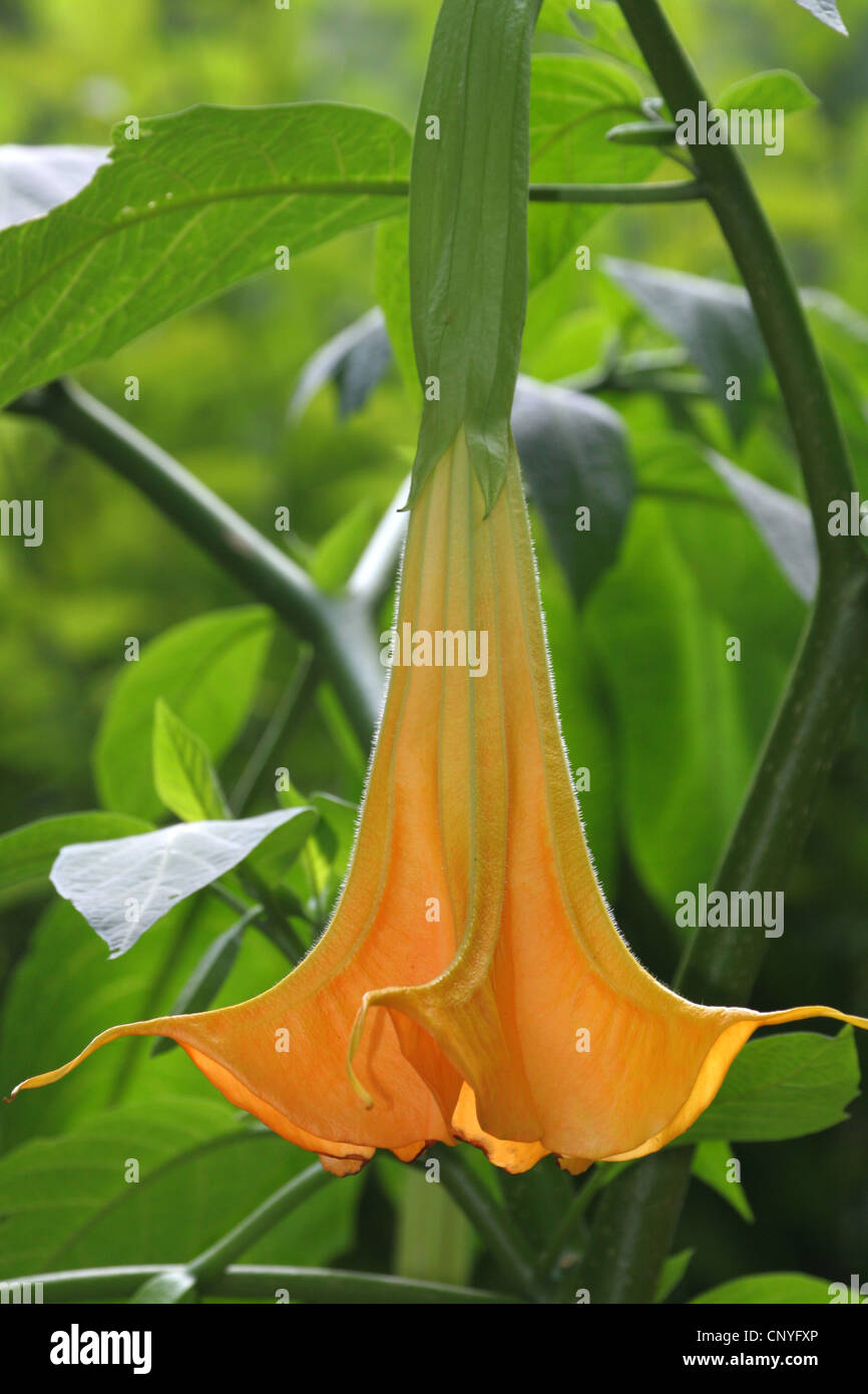 Joyaly - aurea flores